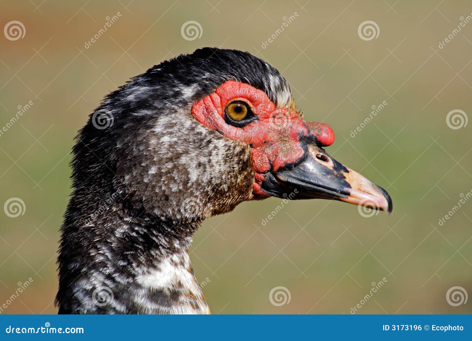Muscovy duck stock photo. Image of cairina, animal, face - 3173196