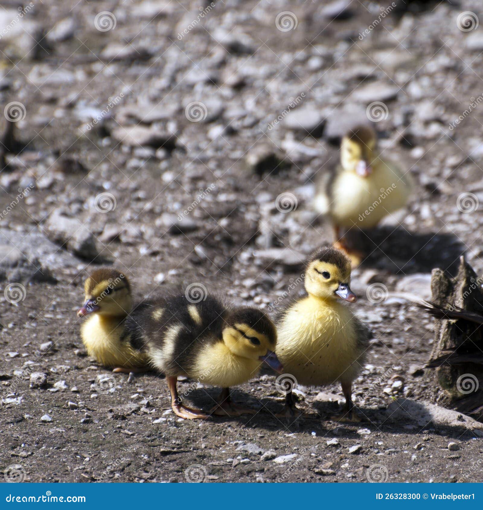 Muscovy duck brothers stock photo. Image of cute, short - 26328300