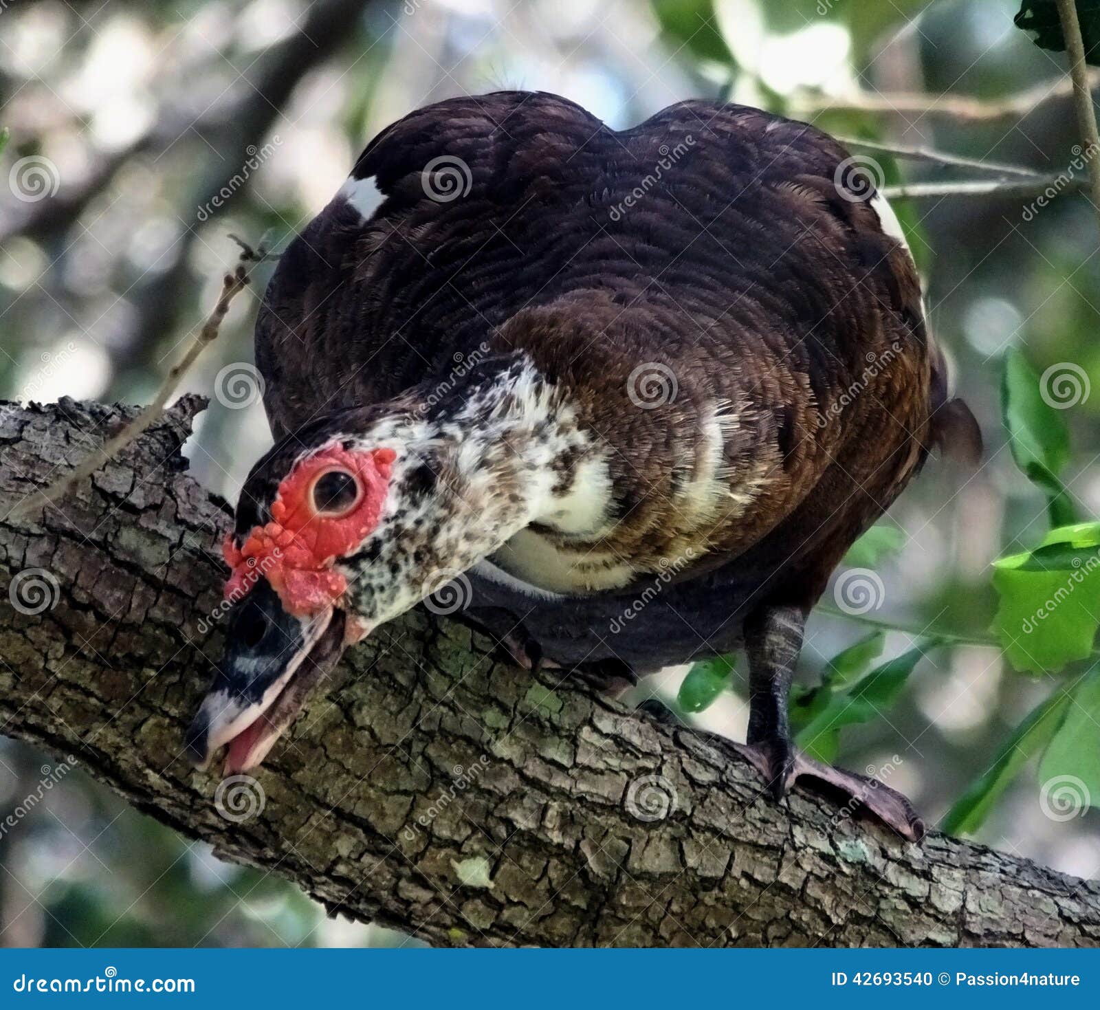 Muscovy Duck (Cairina Moschata) Stock Photo - Image of avian, lakes ...