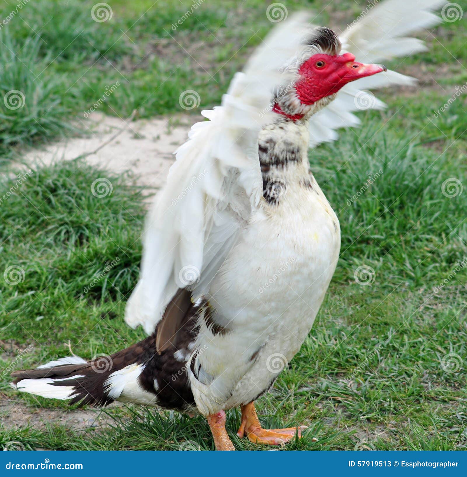Muscovy Duck stock image. Image of waterfowl, muscovy - 57919513