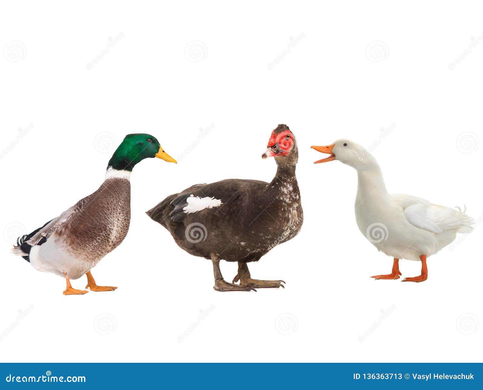Muscovy Duck and Ducks Isolated Stock Image - Image of head, grey ...