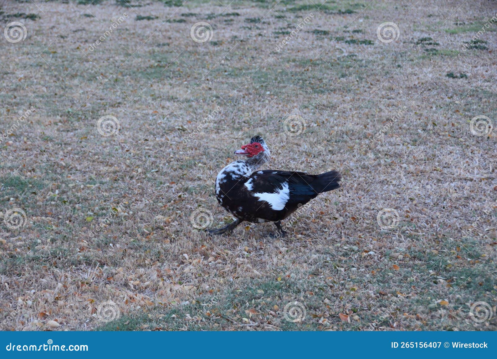 Muscovy Duck on the Farm Walking on the Grass Stock Image - Image of ...