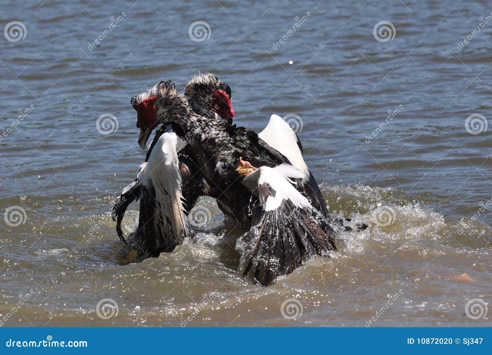 Duck Fight Royalty-Free Stock Photo | CartoonDealer.com #74464953