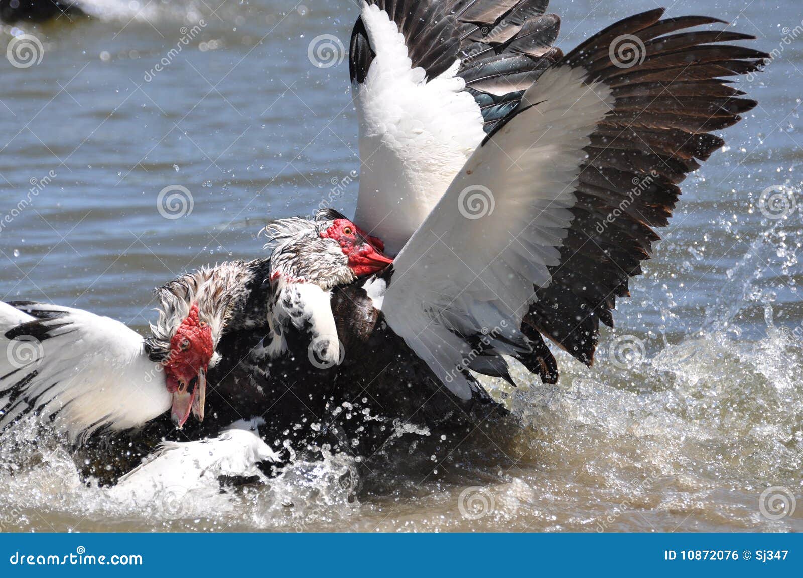 Duck Fight Royalty-Free Stock Photo | CartoonDealer.com #74464953