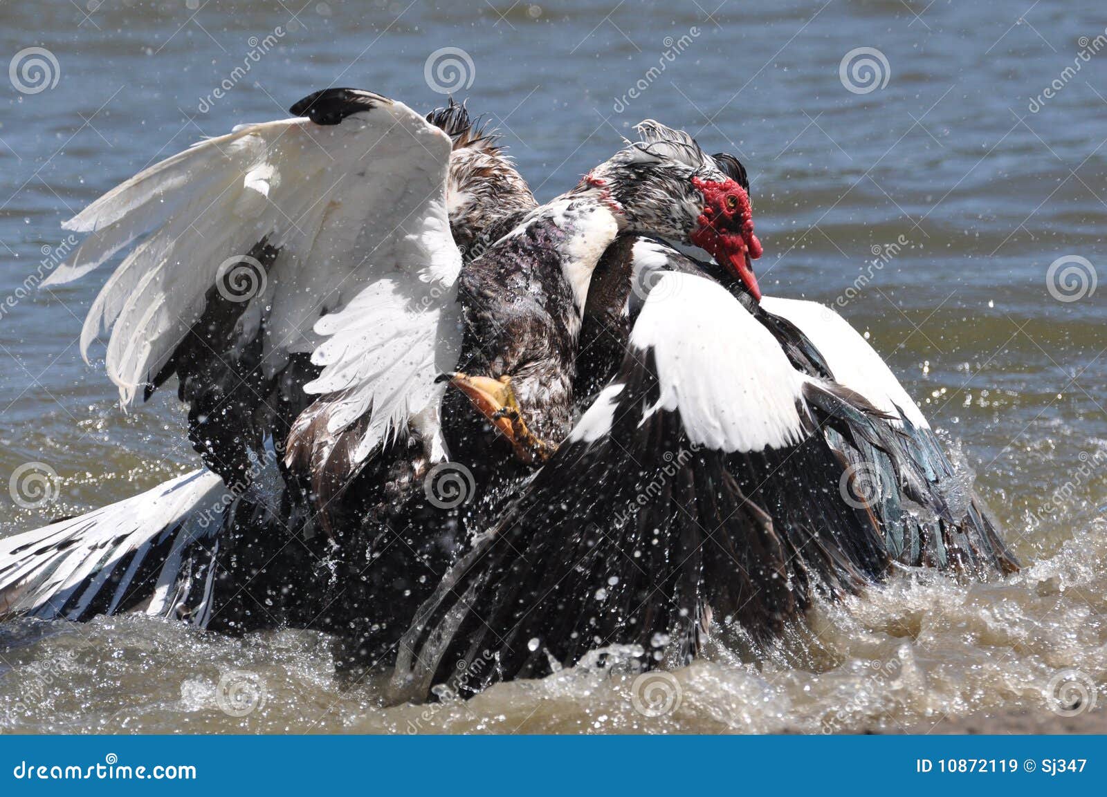 Duck Fight Royalty-Free Stock Photo | CartoonDealer.com #74464953
