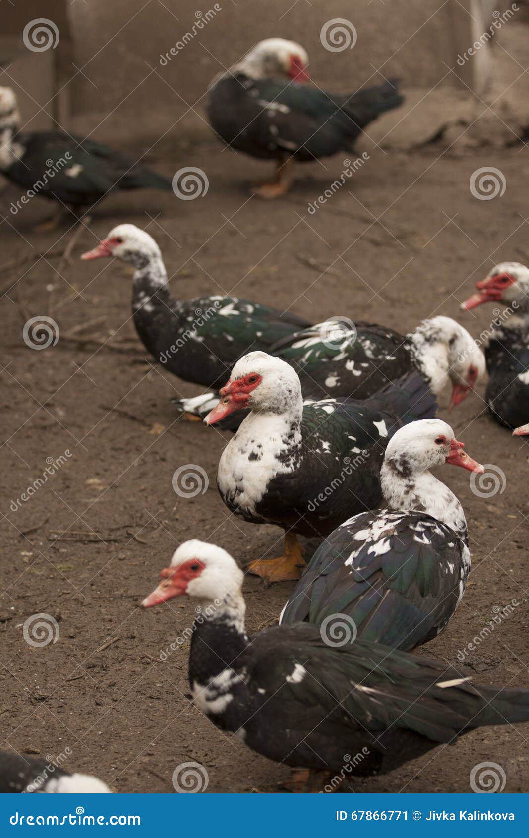 Muscovy duck stock image. Image of fluffy, focus, animals - 67866771