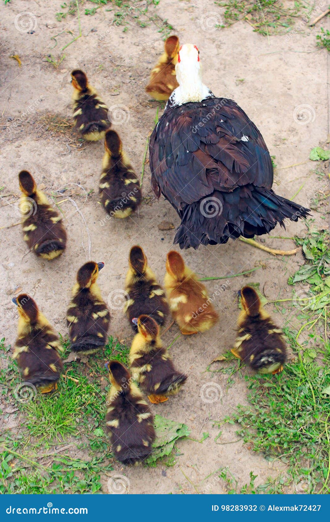 Muscovy Duck Hen with Ducklings Go in the Poultry Stock Photo - Image ...