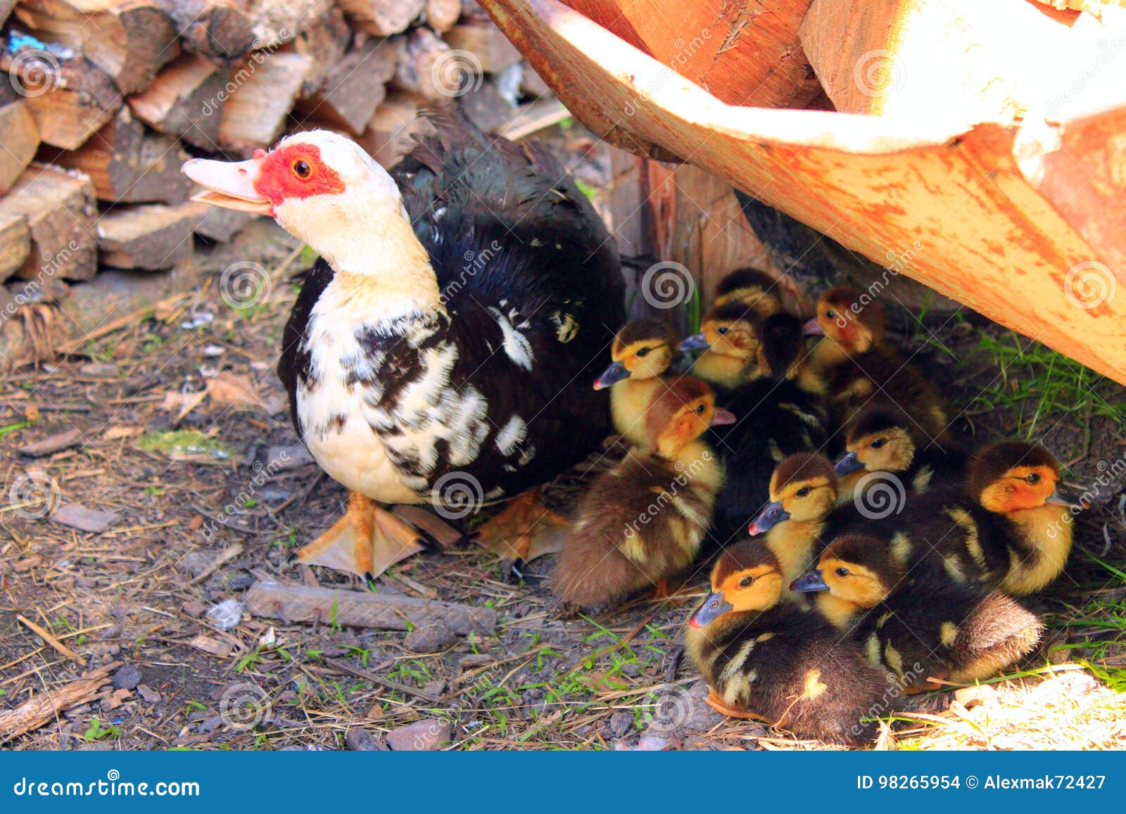 Muscovy Duck Hen with Ducklings in the Poultry Stock Photo - Image of ...
