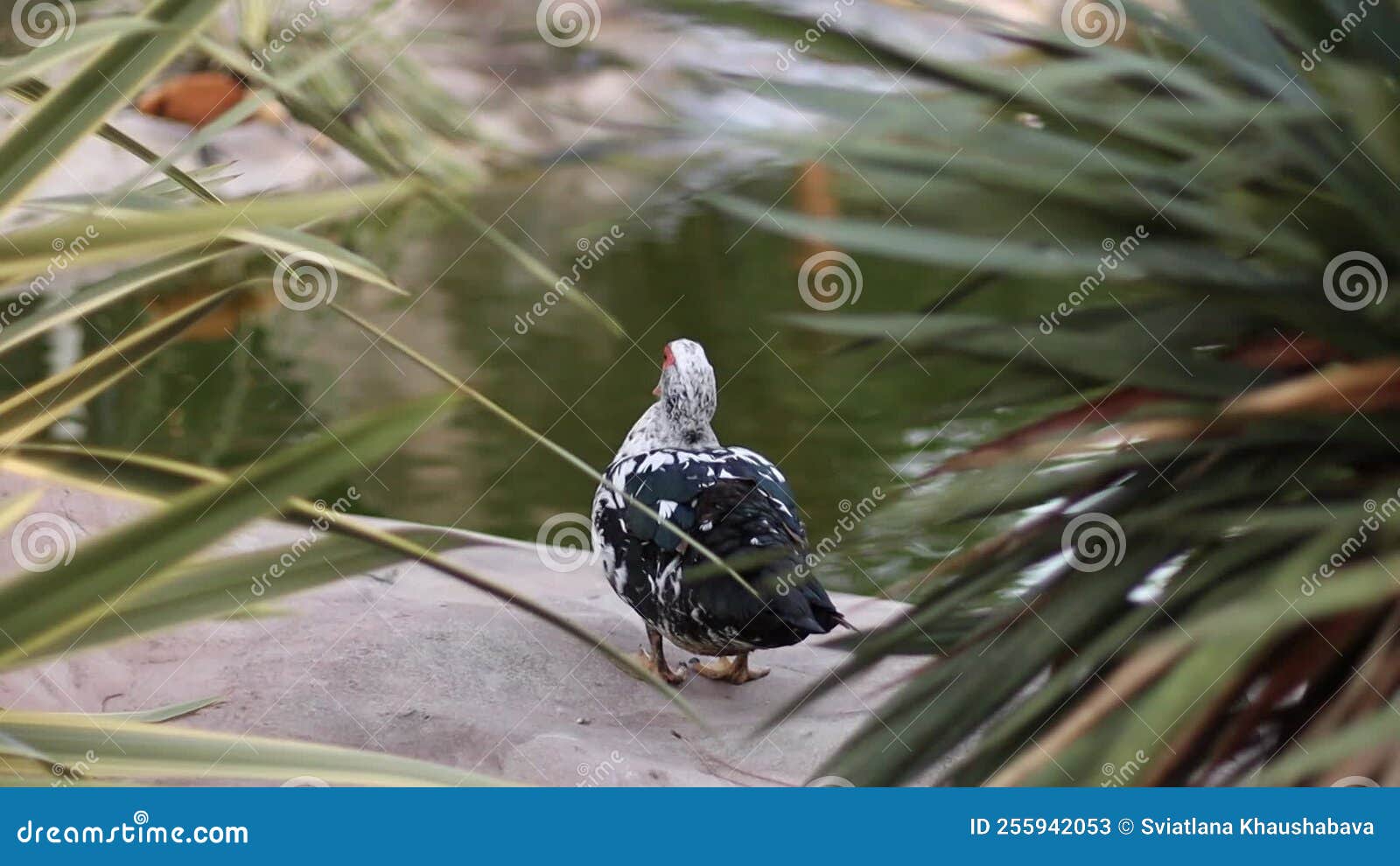 A Muscovy Duck in the Morning in a Pond Stock Video - Video of feather ...