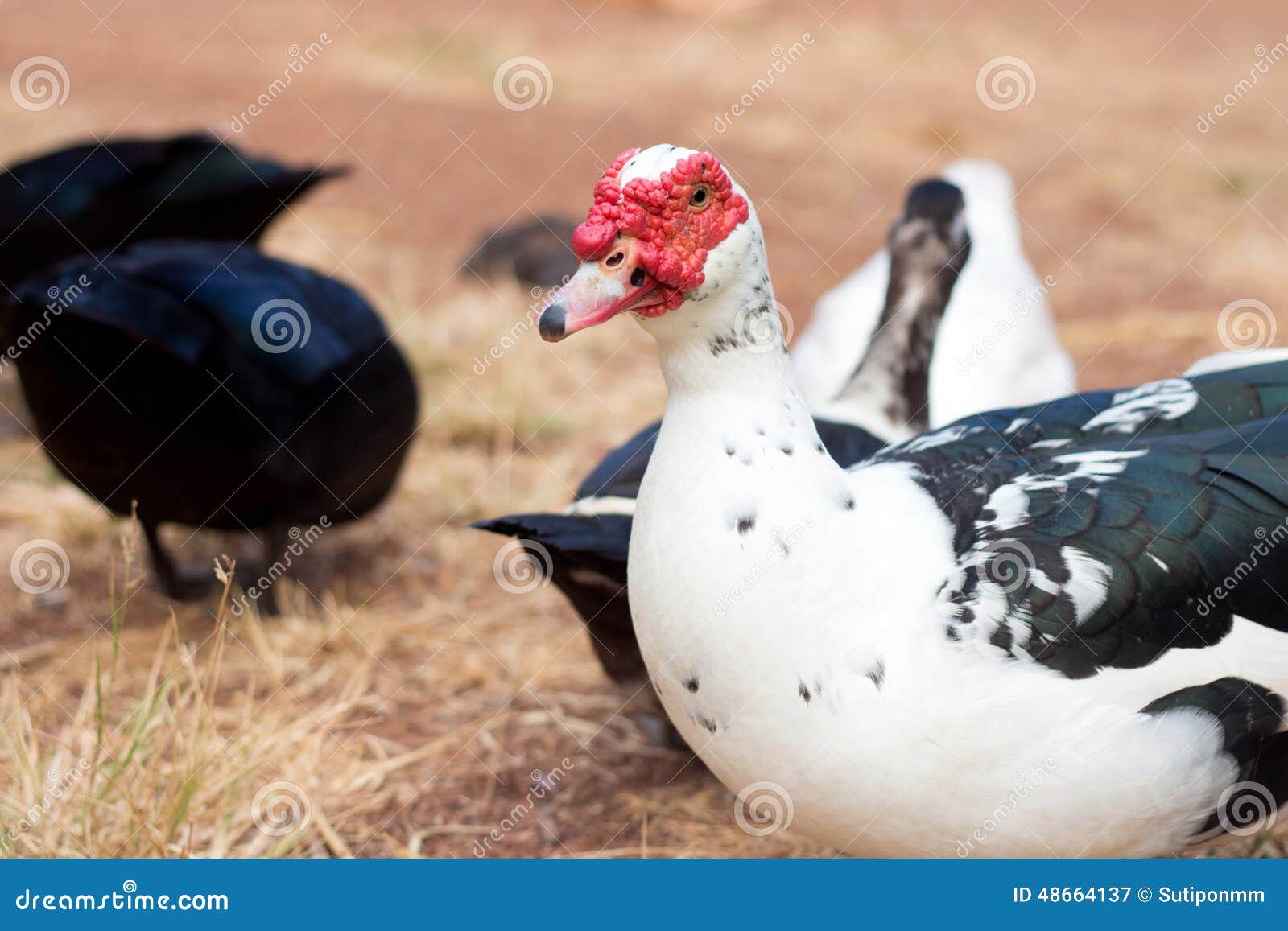 Muscovy duck stock image. Image of outdoors, musk, neck - 48664137