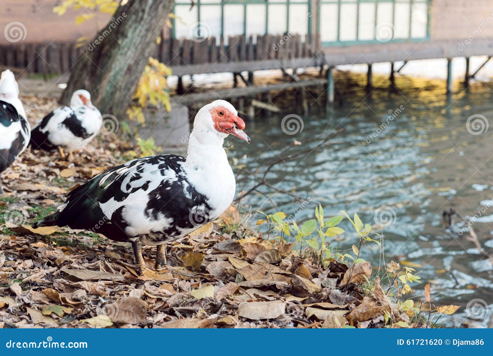 Muscovy Duck stock photo. Image of water, wildlife, pond - 61721620