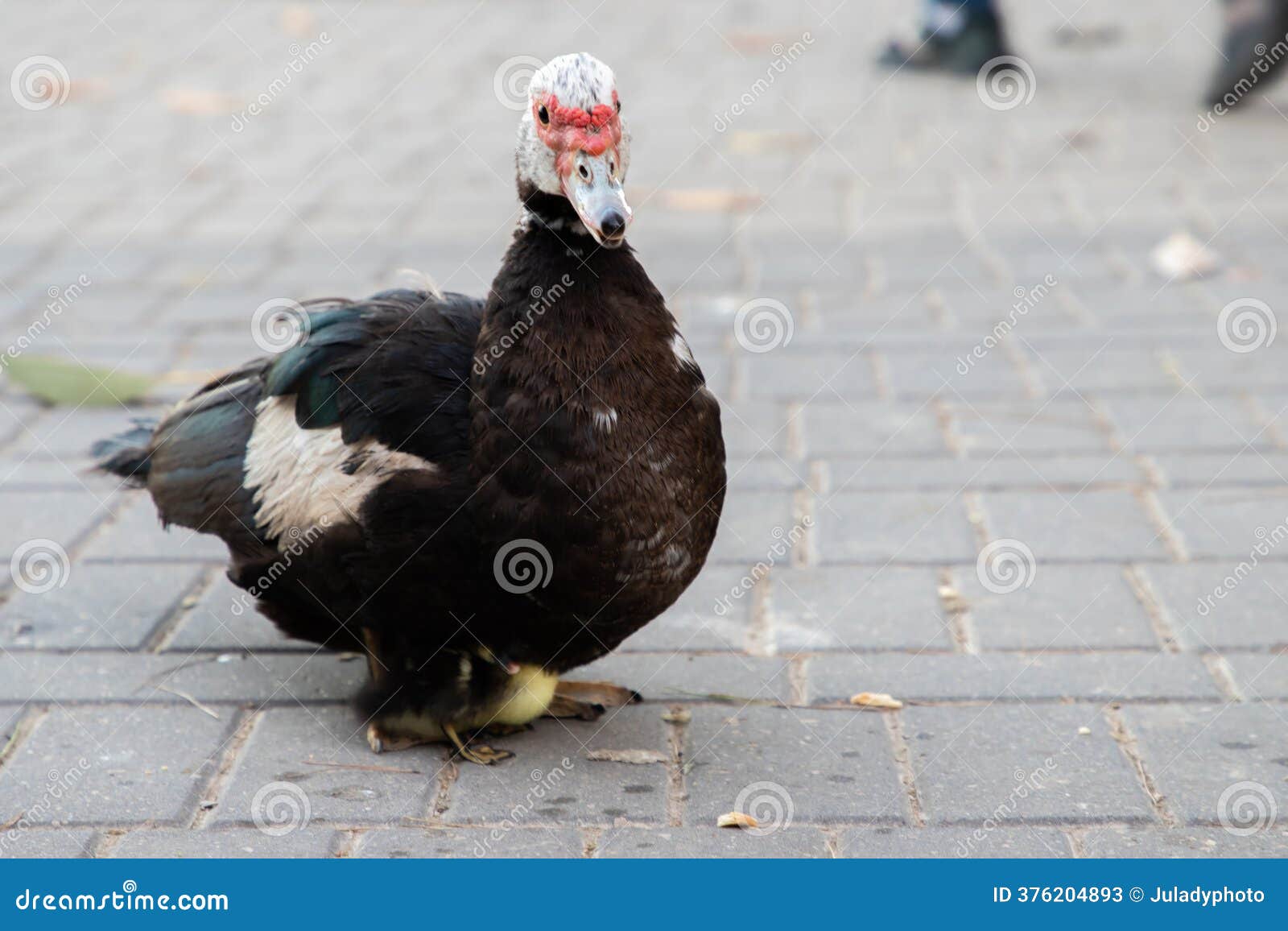 Muscovy Duck Animation Seamless Wallpaper Background Cartoon Vector ...
