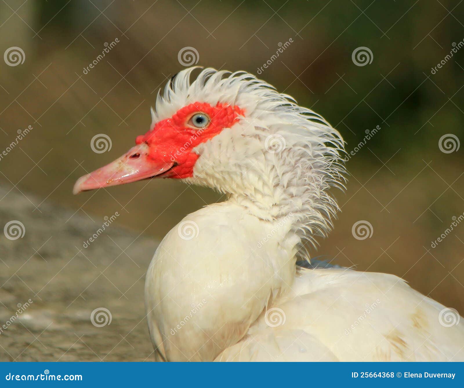 Muscovy duck portrait stock photo. Image of look, agriculture - 25664368