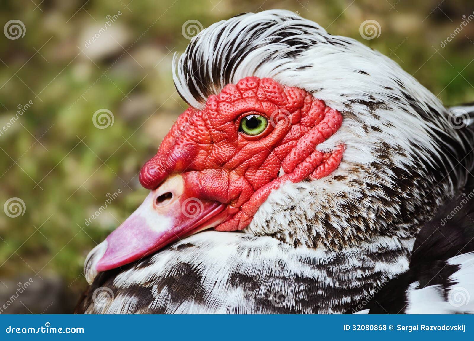 Muscovy Duck Stock Photography | CartoonDealer.com #32080868