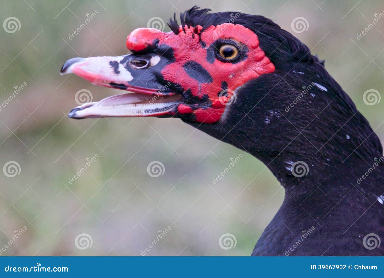 Muscovy Duck Portrait 1 stock photo. Image of closeup - 39667902