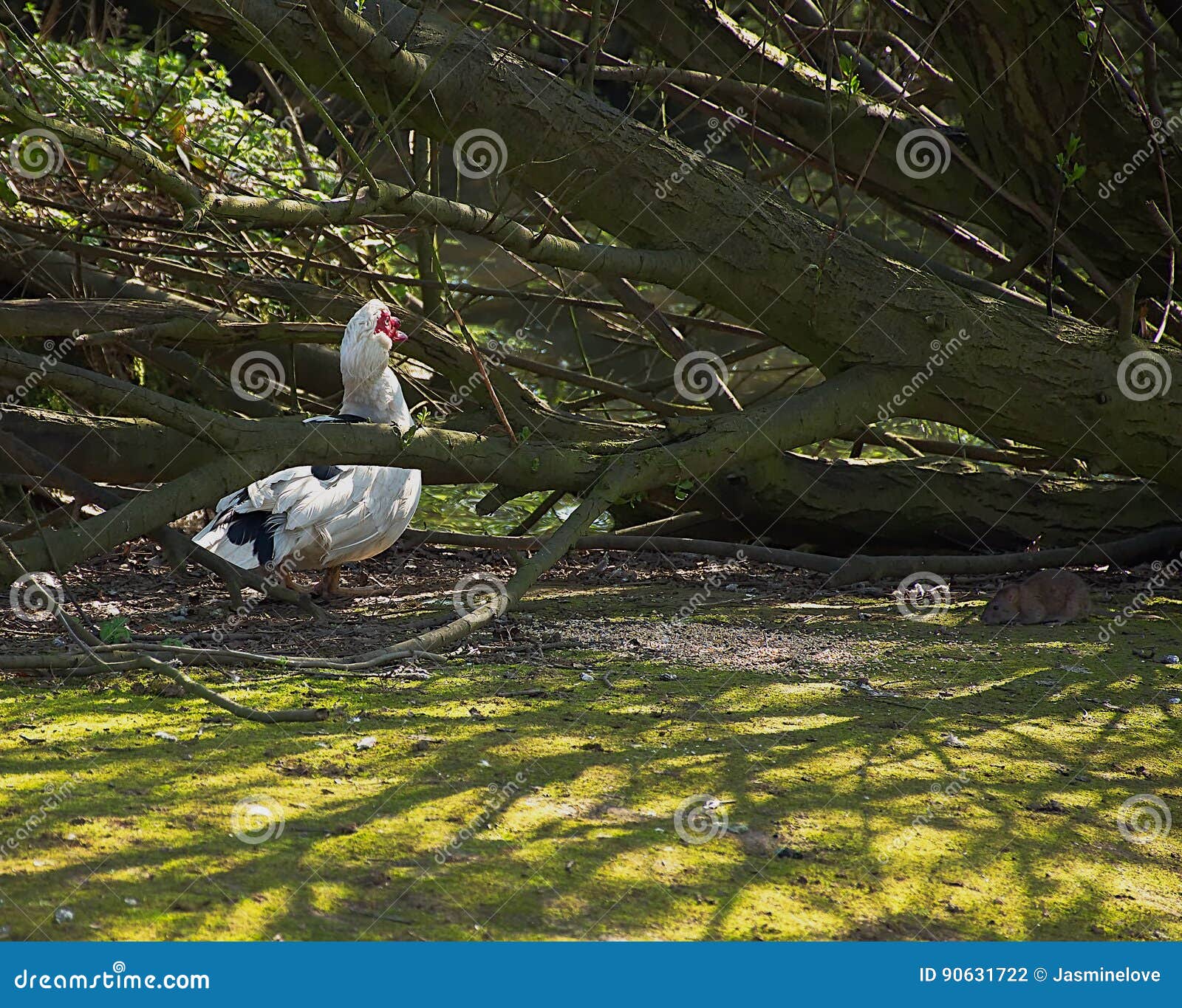 Muscovy Duck and Rat in Park Stock Photo - Image of nature, park: 90631722