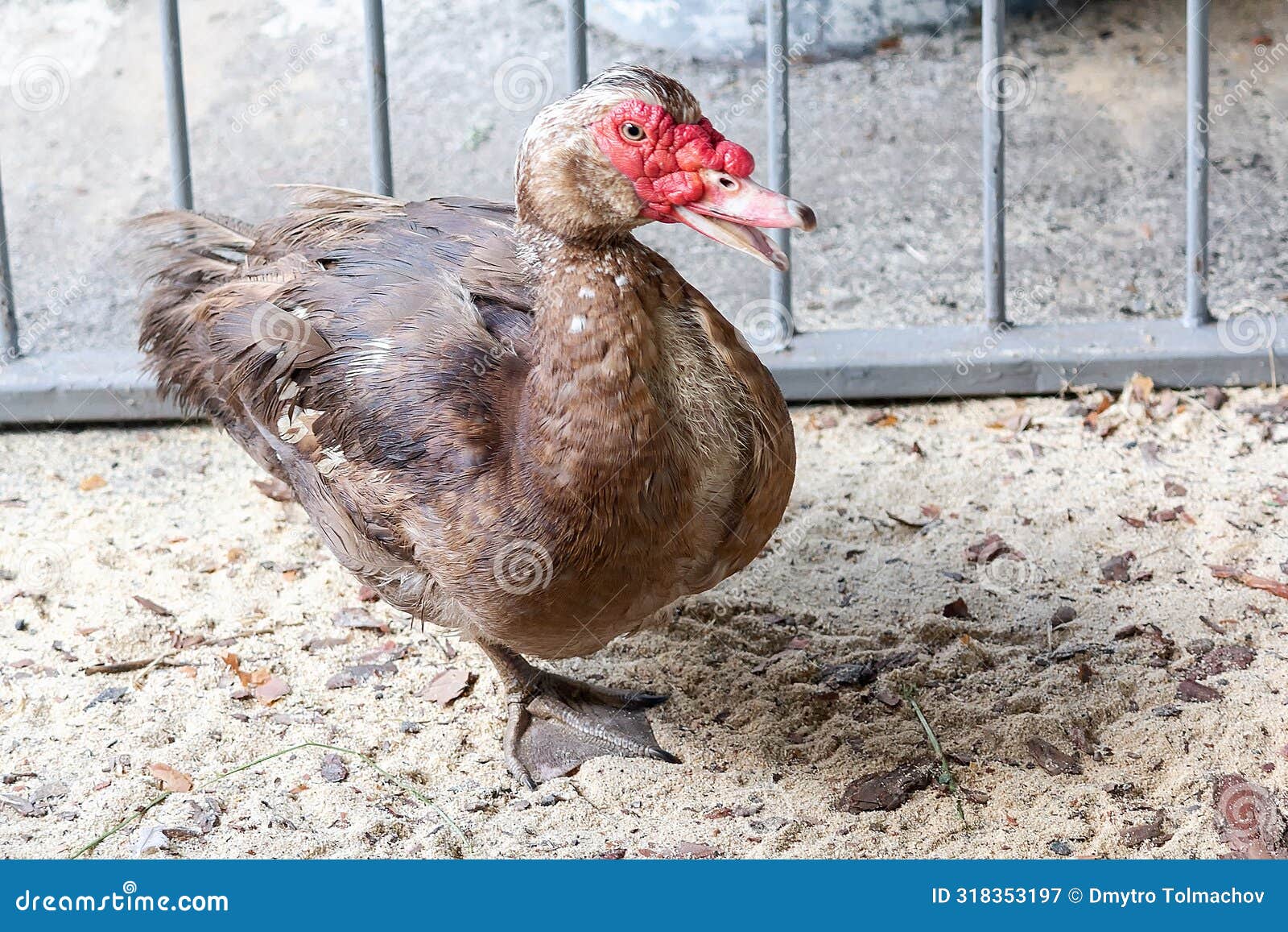 Muscovy Duck with Red Face on a Poultry Farm Stock Image - Image of ...
