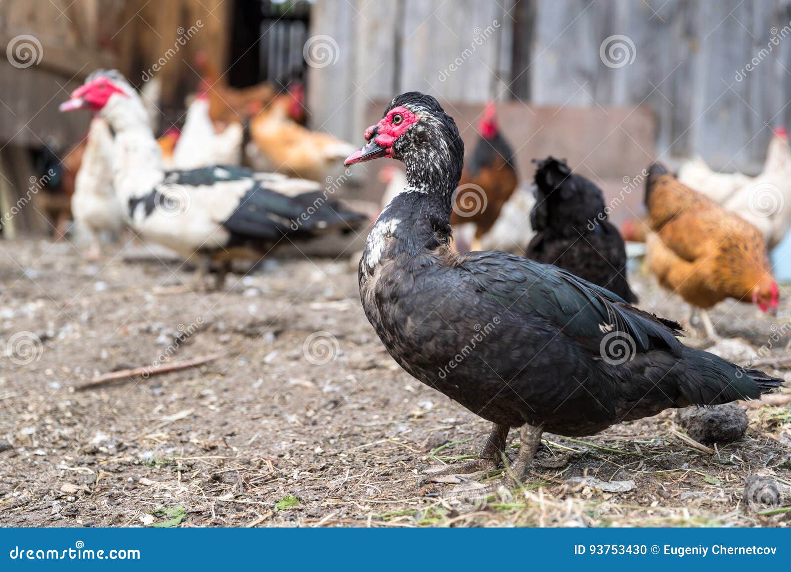 Muscovy Duck Roaming on the Grass. Stock Photo - Image of spring ...