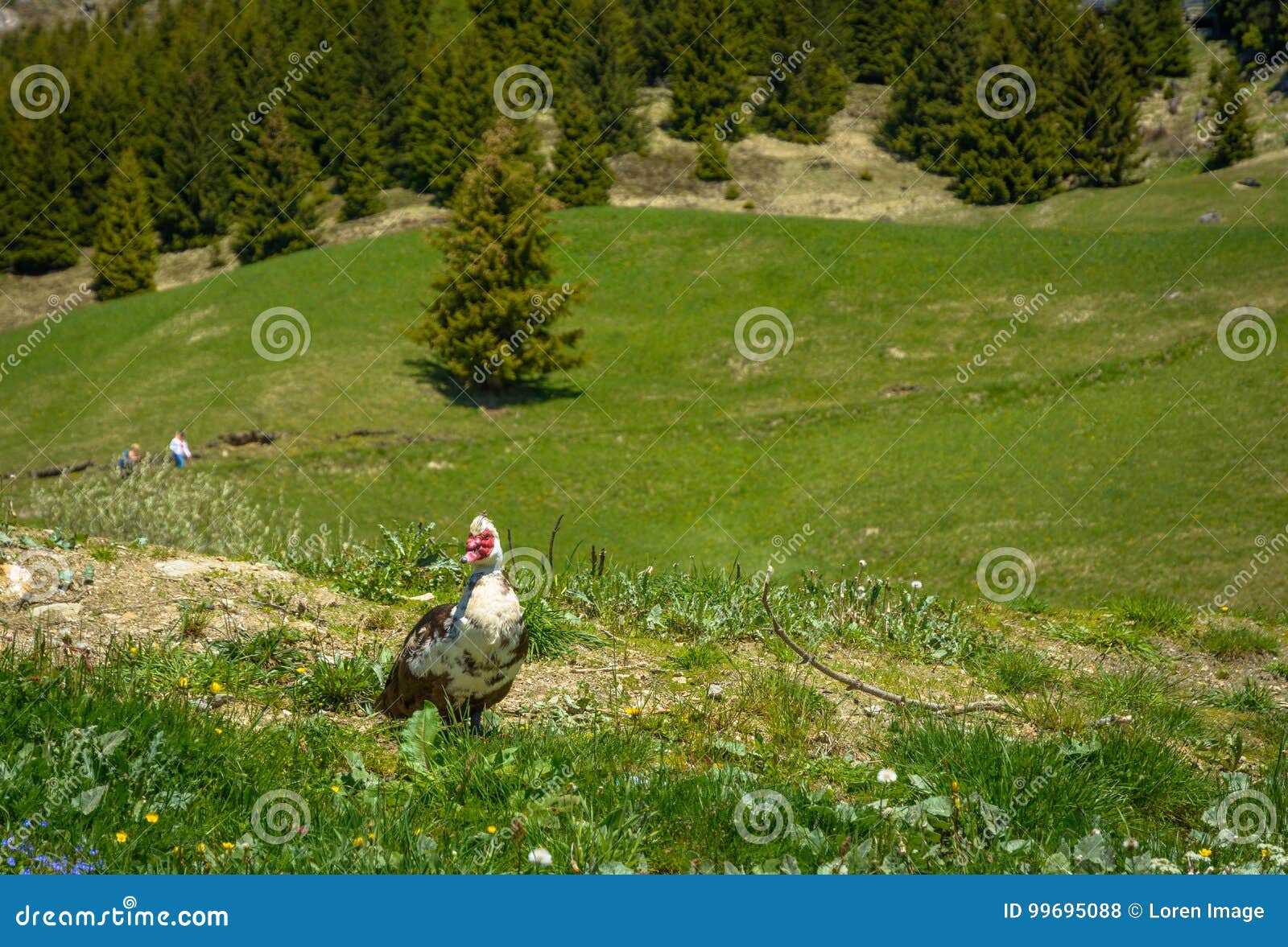 Muscovy Duck Roaming on the Grass Stock Photo - Image of muscovy ...
