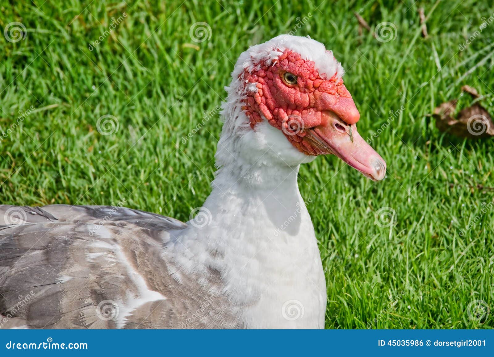 Muscovy Duck stock photo. Image of grassy, waterfowl - 45035986