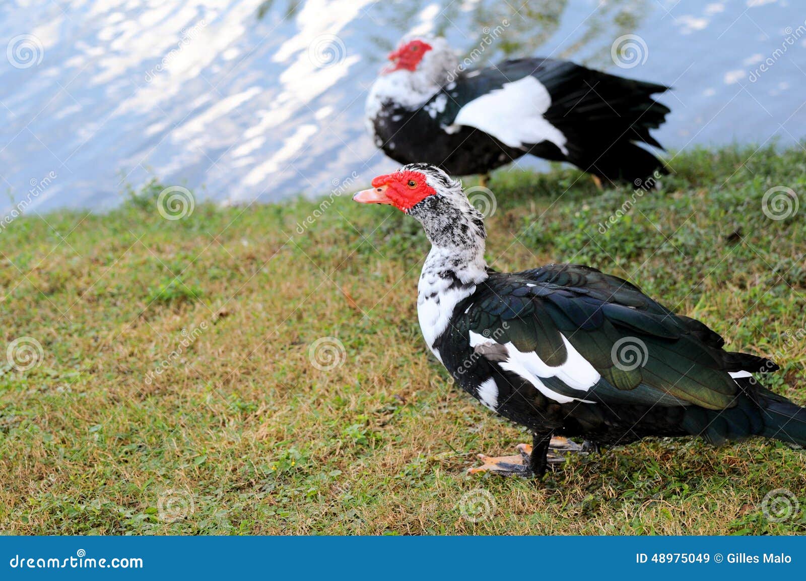 Muscovy Duck by the Water in Florida Stock Image - Image of nature ...
