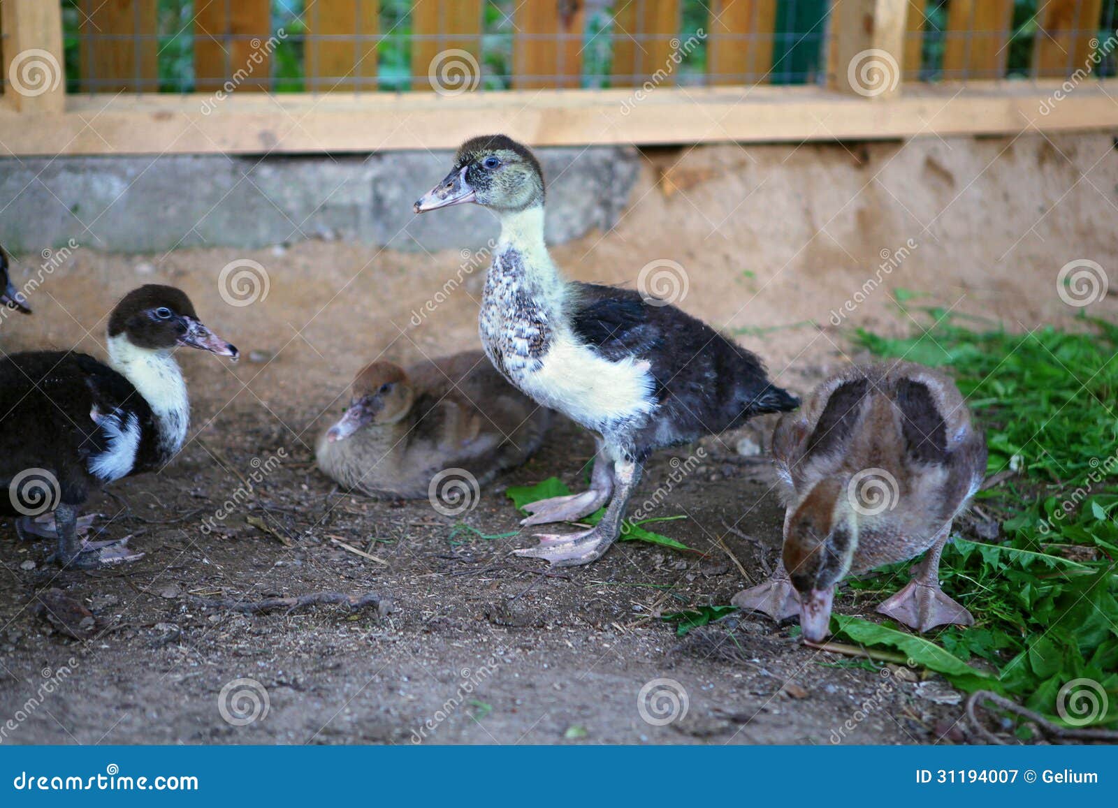 Muscovy ducklings stock image. Image of farmyard, bird - 31194007