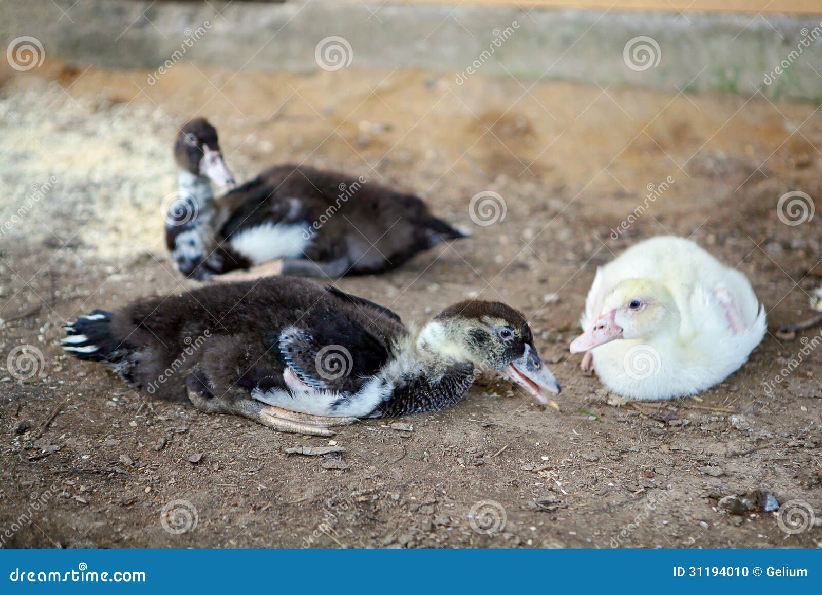 Muscovy ducklings stock photo. Image of aquatic, avian - 31194010