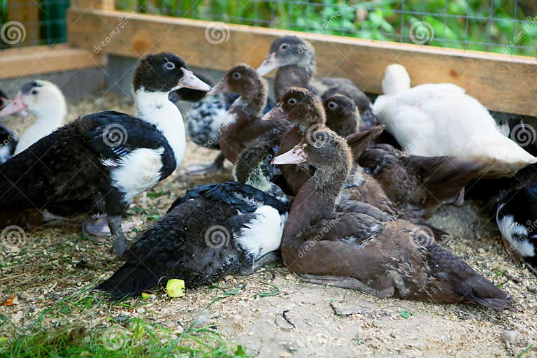 Muscovy ducklings stock photo. Image of feathers, mallard - 31194012
