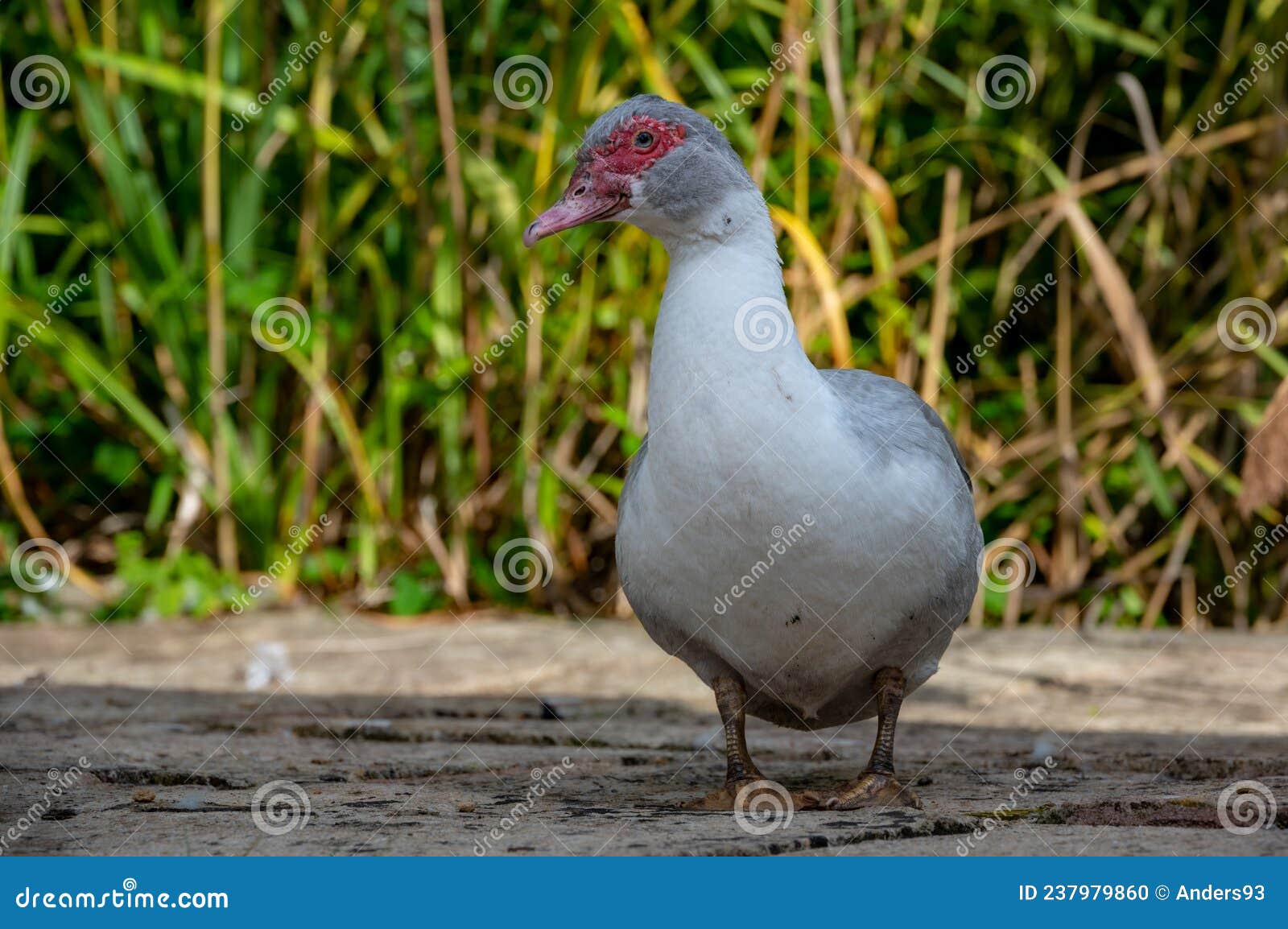 Muscovy ducks stock photo. Image of ducks, animal, bill - 237979860