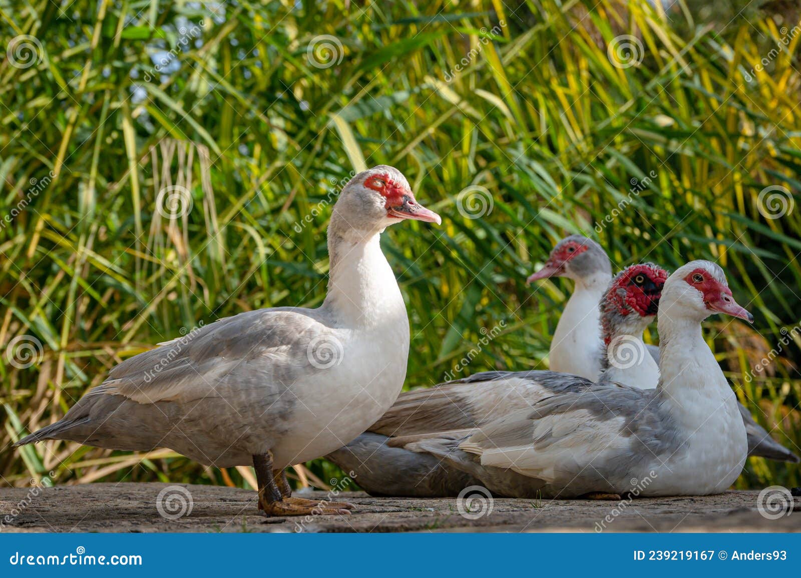Muscovy ducks stock image. Image of beak, fauna, isolated - 239219167
