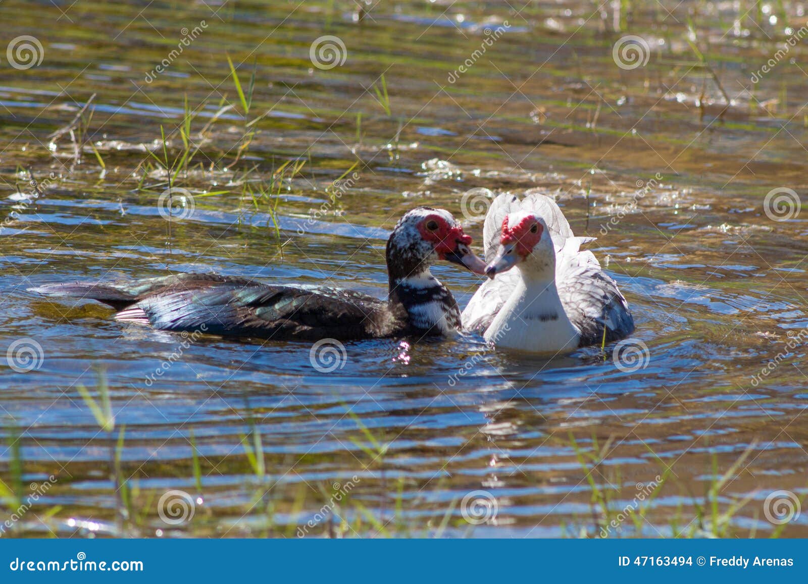 Muscovy Ducks in the lake stock photo. Image of green - 47163494