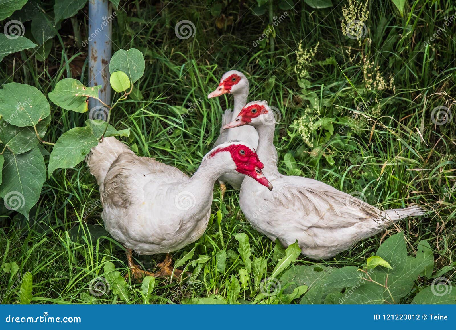 Muscovy ducks stock photo. Image of meat, rural, farm - 121223812