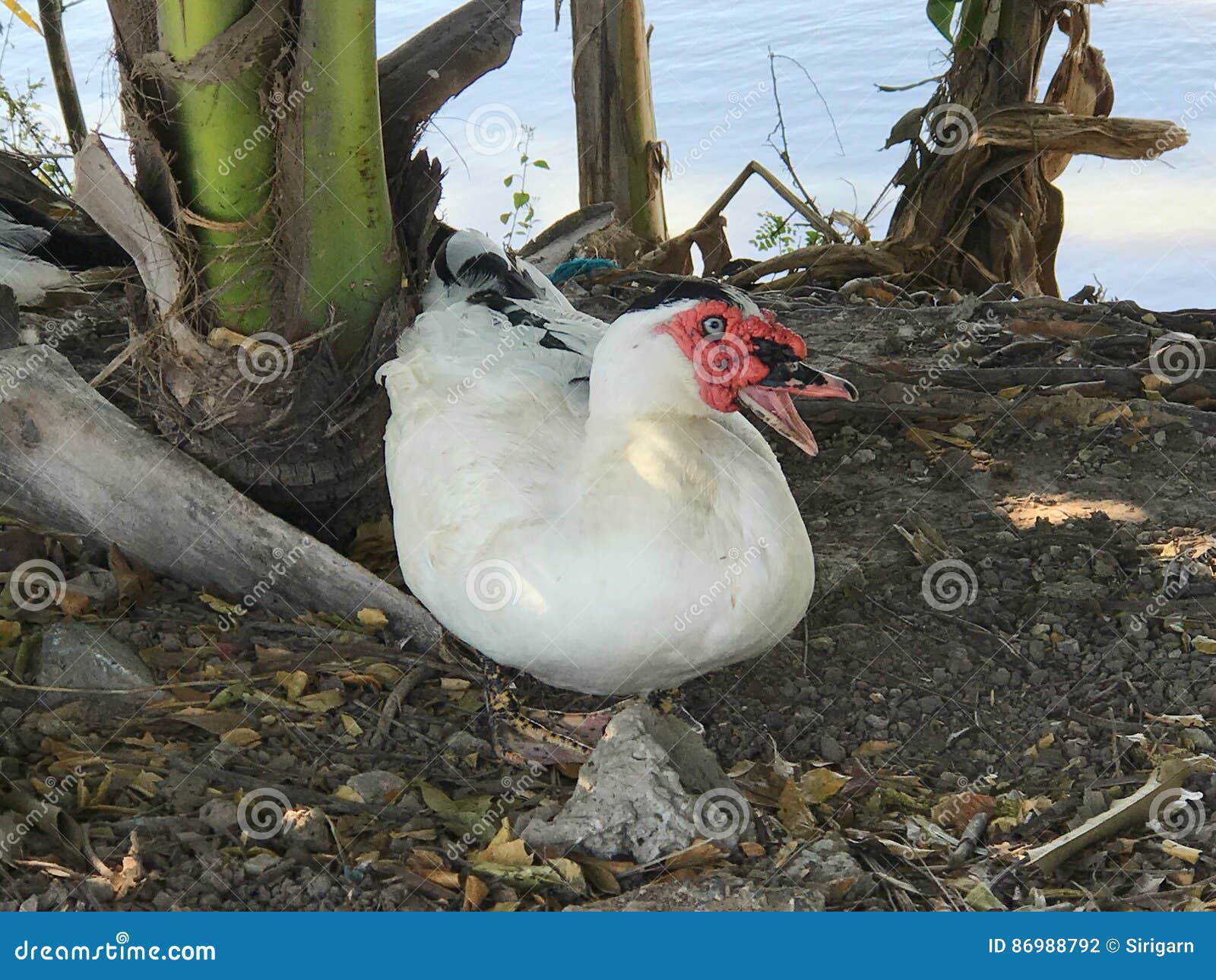 Muscovy Ducks Sitting Under Tree Stock Photo - Image of sitting ...