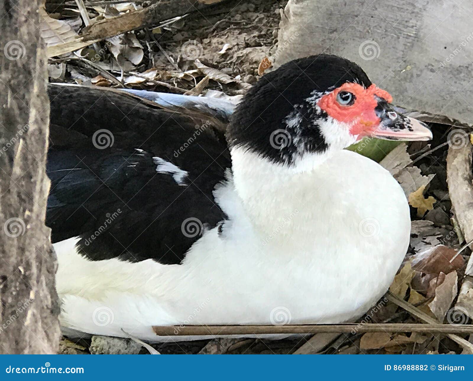 Muscovy Ducks Sitting Under Tree Stock Photo - Image of tree, animal ...