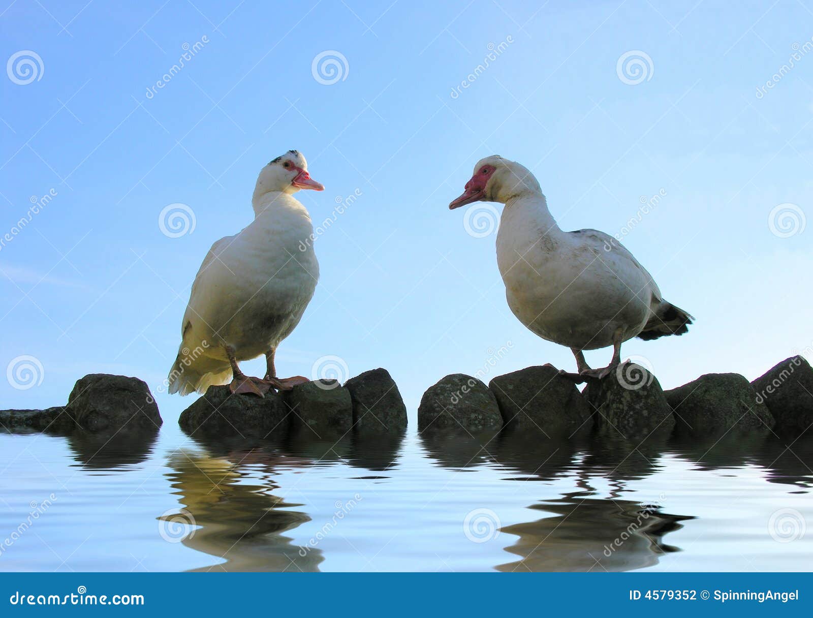 Muscovy Ducks Sit On Pile Of Manure In Poultry Royalty-Free Stock Image ...