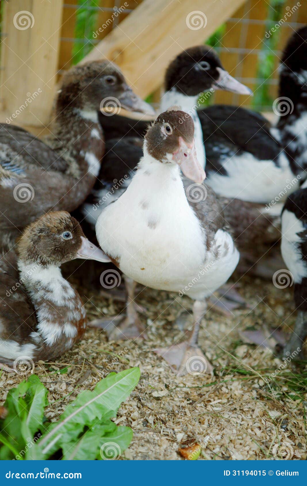 Muscovy ducks stock image. Image of agriculture, head - 31194015
