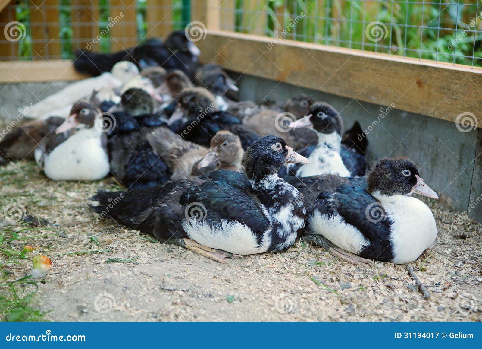 Muscovy ducks stock image. Image of feathered, farm, avian - 31194017