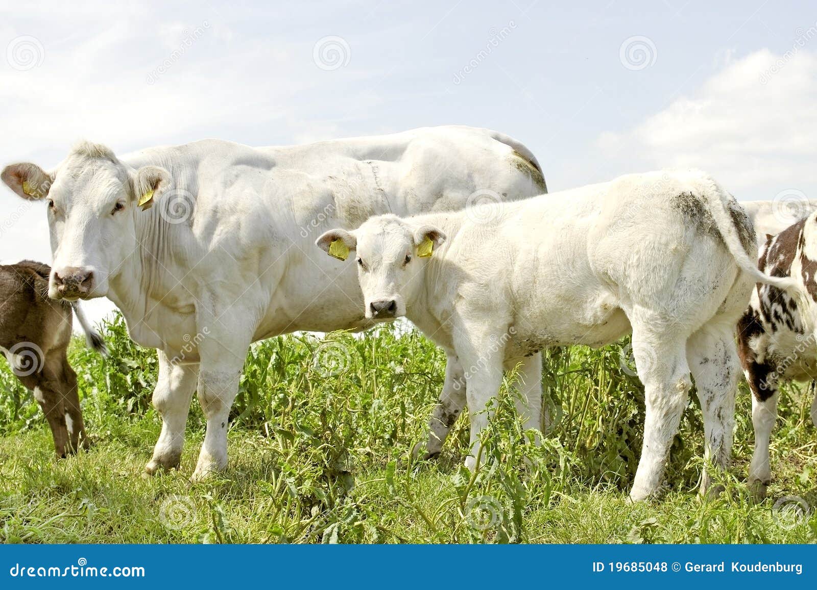 Musculair White Cow and Calf Stock Photo - Image of farmer, industry ...