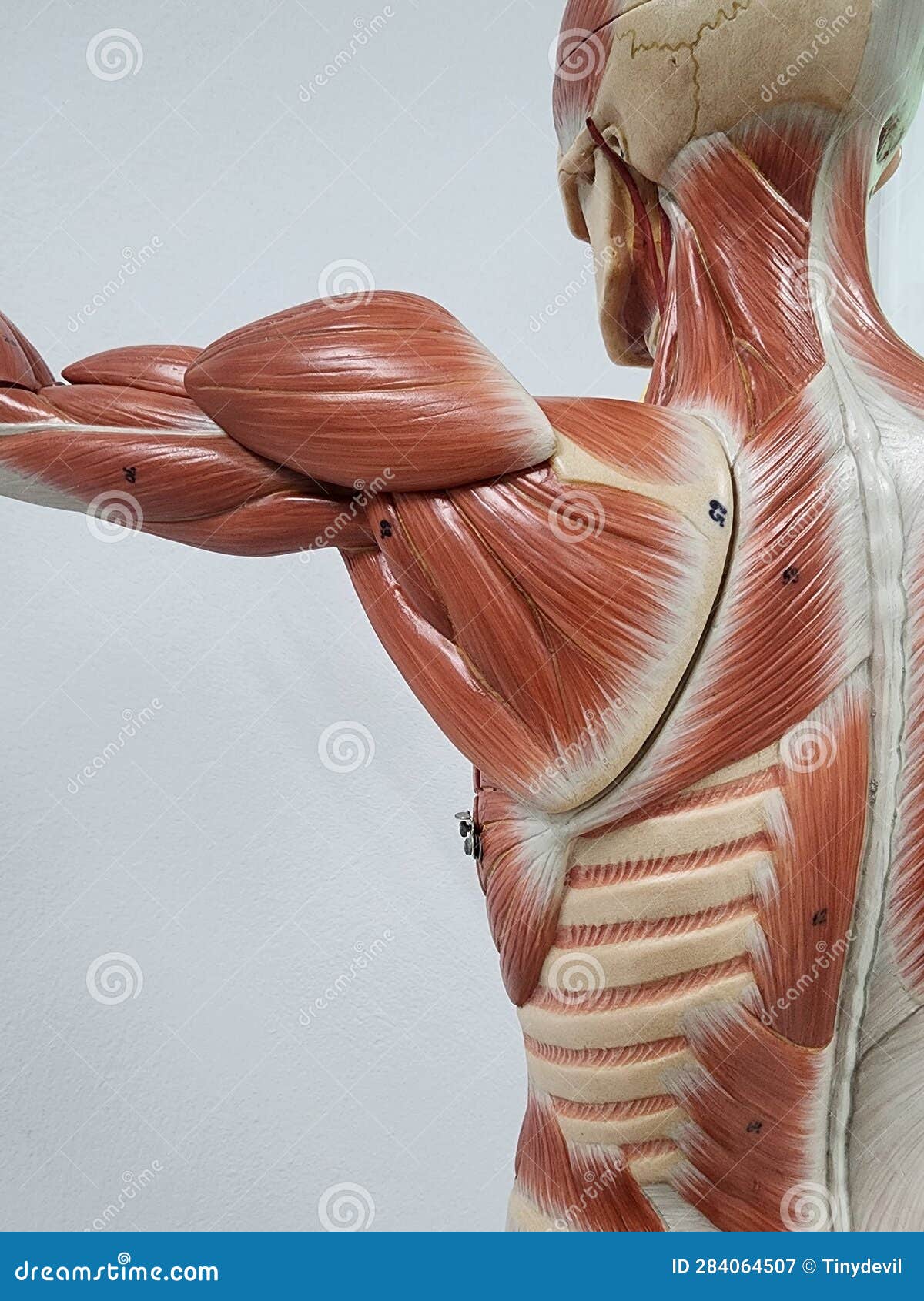 Muscular anatomy model stock image. Image of anatomical - 284064507