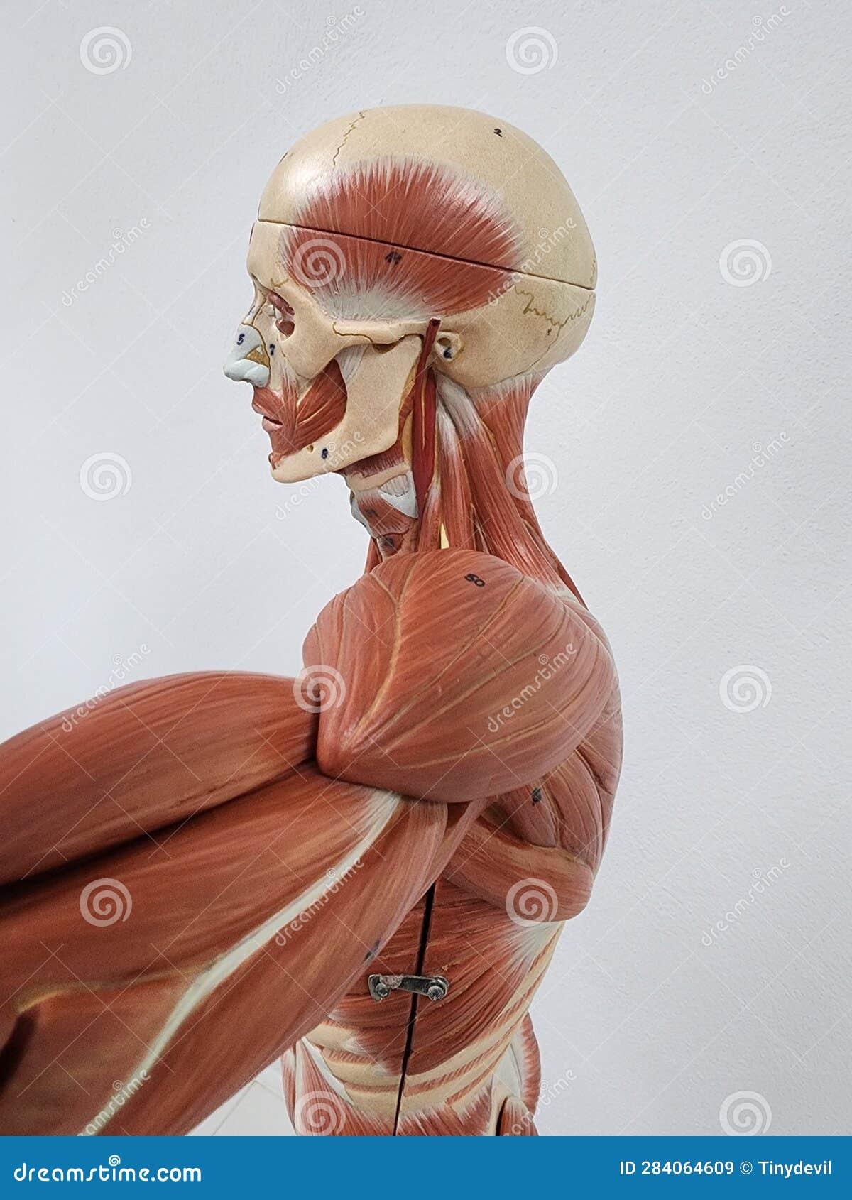 Muscular anatomy model stock image. Image of hand, musculature - 284064609