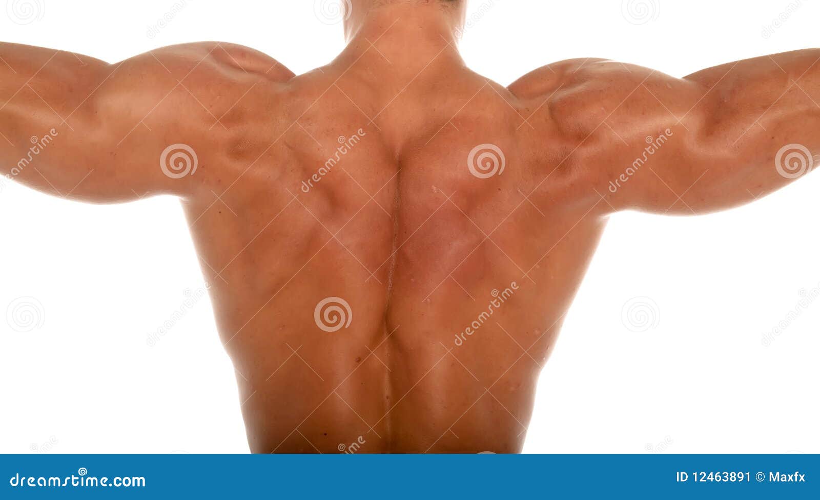 Muscular Body Builder Stock Image | CartoonDealer.com #2854291