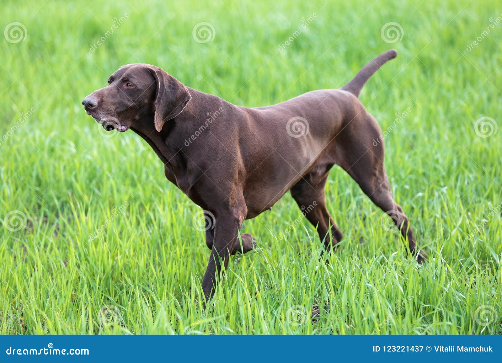 Chocolate German Shorthaired Pointer