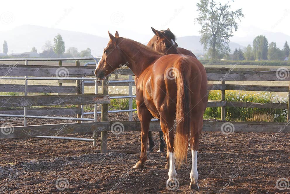 A Muscular Horse stock image. Image of healthy, groomed - 24795163