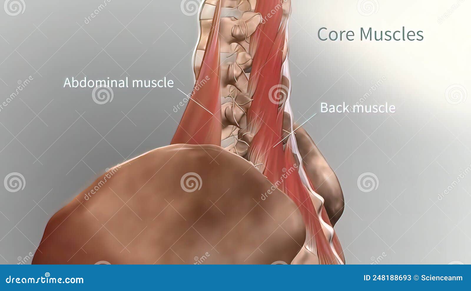 Muscular Structure in the Spinal Cord Stock Illustration - Illustration ...