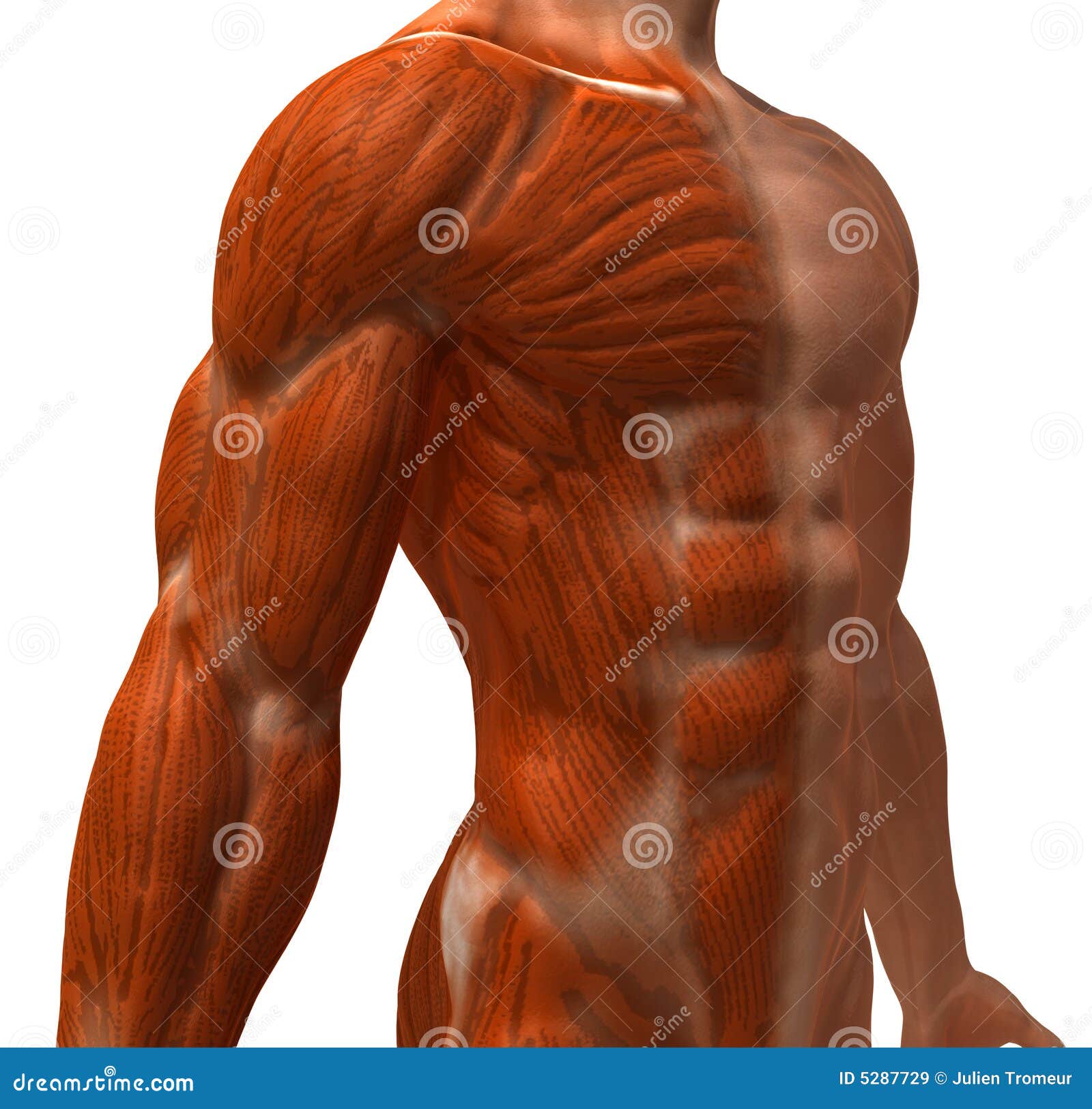 The muscular system stock illustration. Illustration of human - 5287729