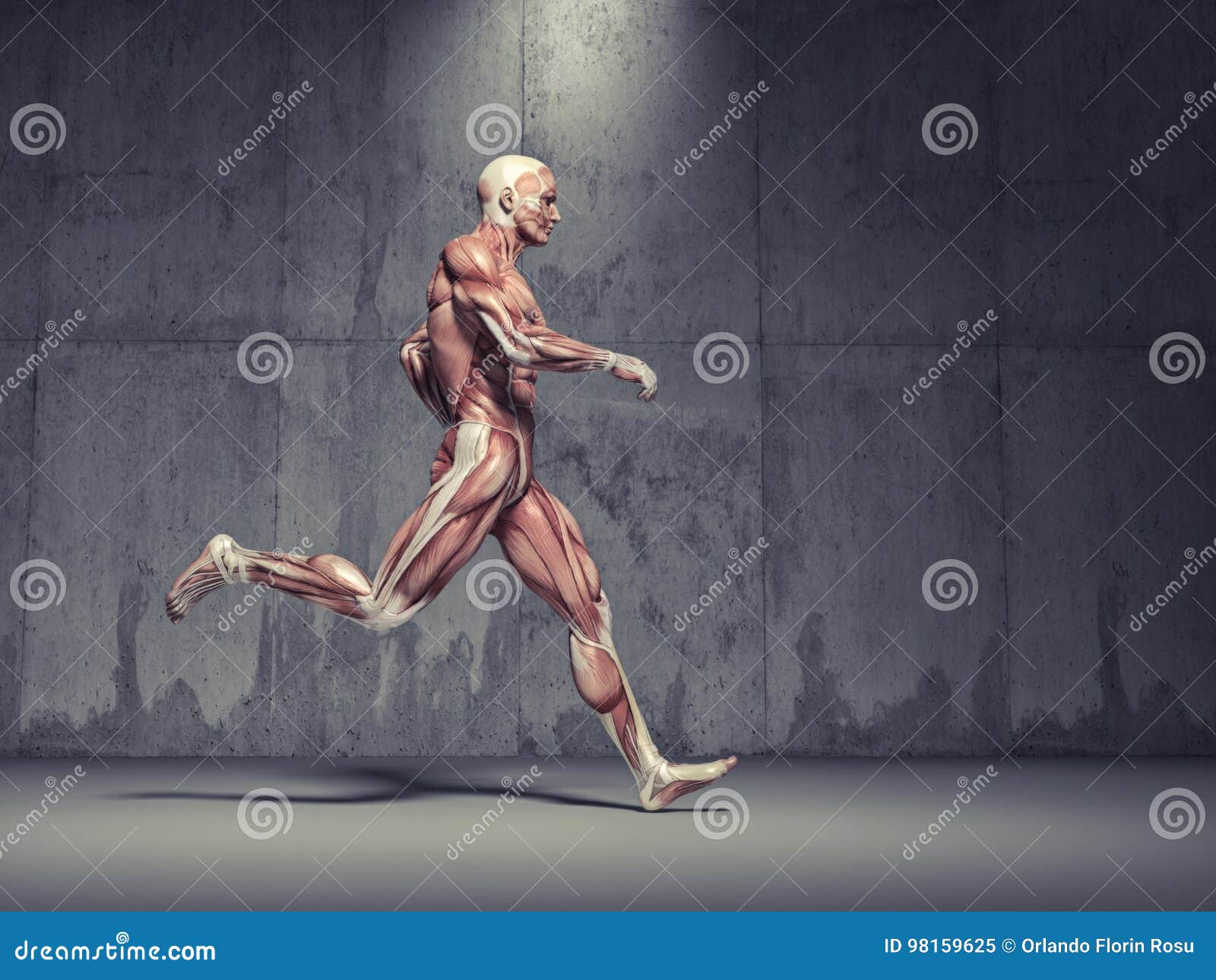The muscular system stock illustration. Illustration of medical - 98159625