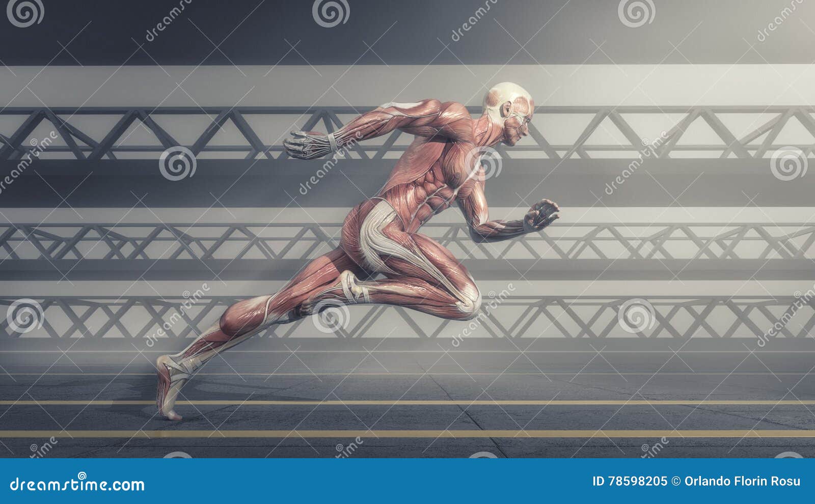 Muscular system stock illustration. Illustration of gluteus - 78598205