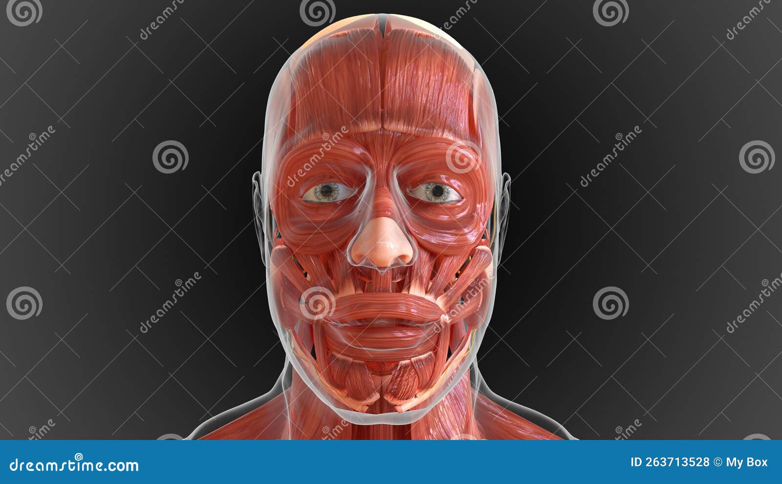 Muscular System is an Organ System Responsible for Providing Strength ...