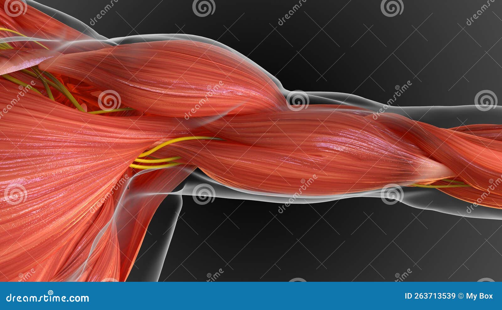 Muscular System is an Organ System Responsible for Providing Strength ...