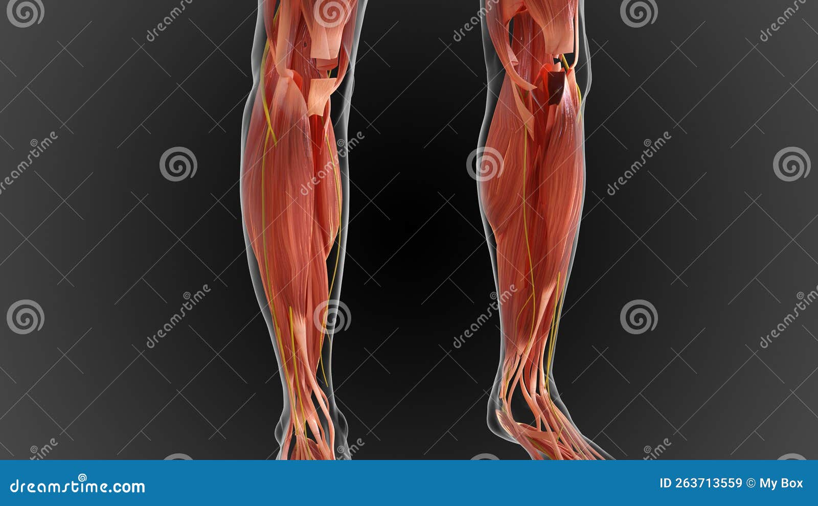 Muscular System is an Organ System Responsible for Providing Strength ...